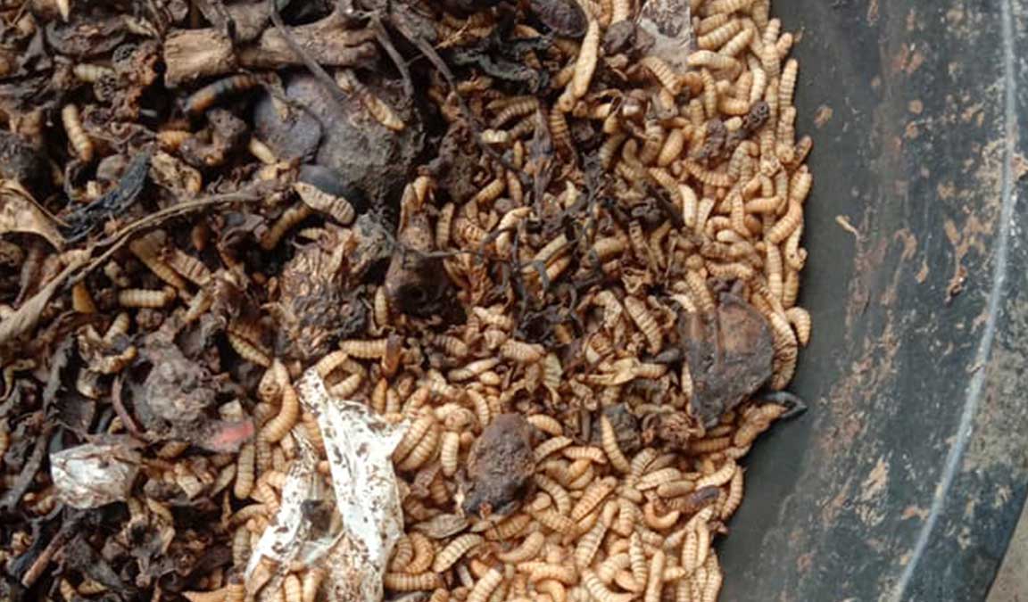 Cara Budidaya Maggot BSF Untuk Pemula Di Rumah Tanpa Bau