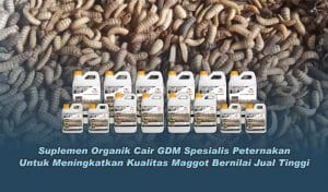 Cara Budidaya Maggot BSF Untuk Pemula Di Rumah Tanpa Bau