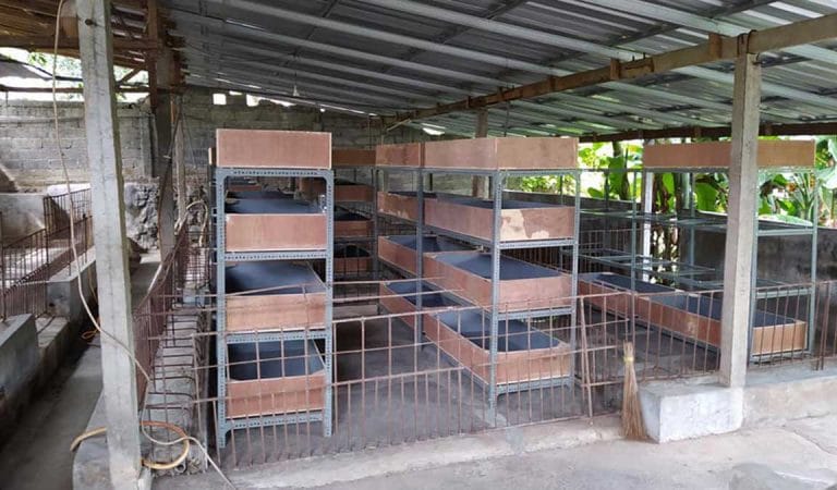 Cara Budidaya Maggot BSF Untuk Pemula Di Rumah Tanpa Bau