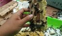 Cara Budidaya Maggot BSF Untuk Pemula Di Rumah Tanpa Bau
