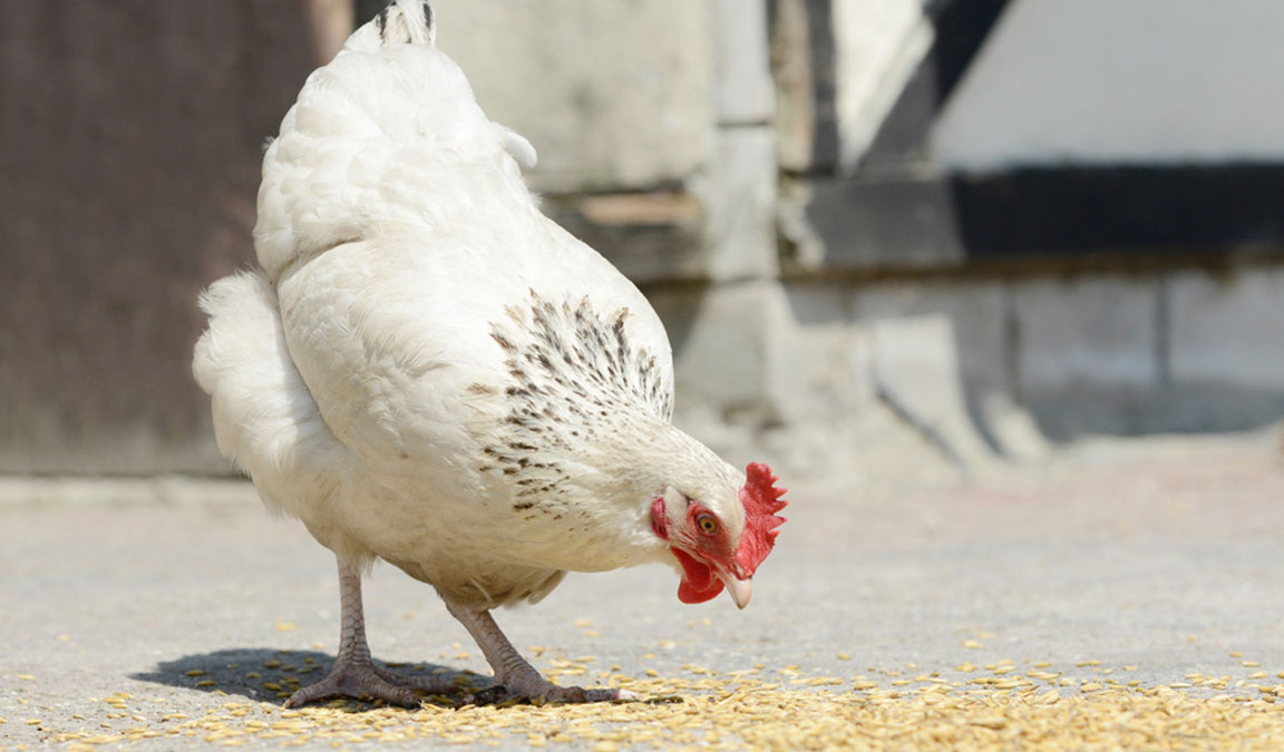 Cara Ternak Ayam Kampung Untuk Pemula, Modal Minim Untung Besar