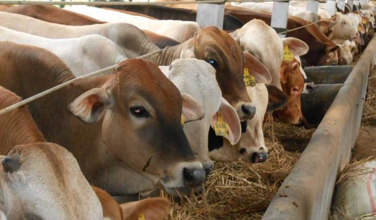 Kandang Sapi: Jenis, Ukuran, Sistem, dan Peralatannya