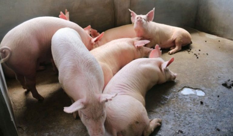 Cara Beternak Babi Lengkap, Agar Cepat Besar Dan Gemuk