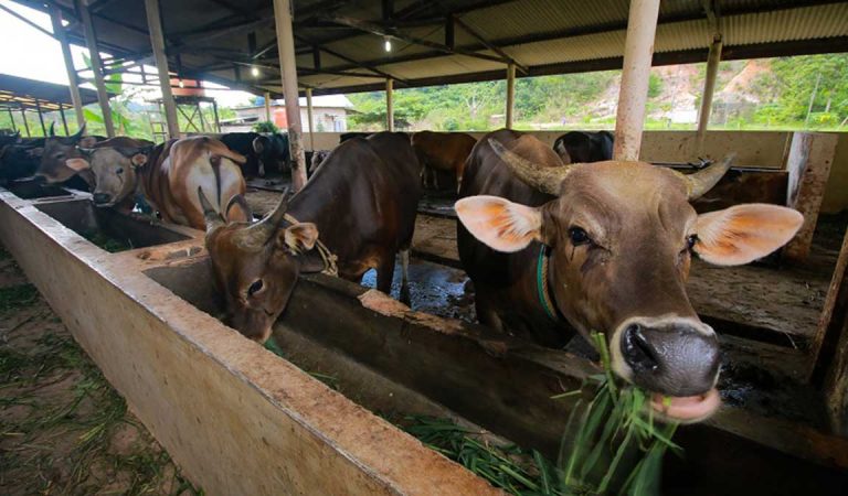 Usaha Ternak Sapi Untuk Pemula dan Menguntungkan 100%