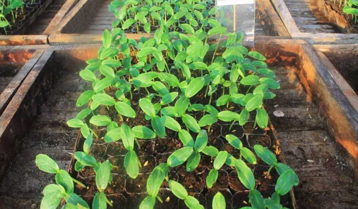 Cara Budidaya Timun Agar Berbuah Lebat, Hasil Lebih Maksimal