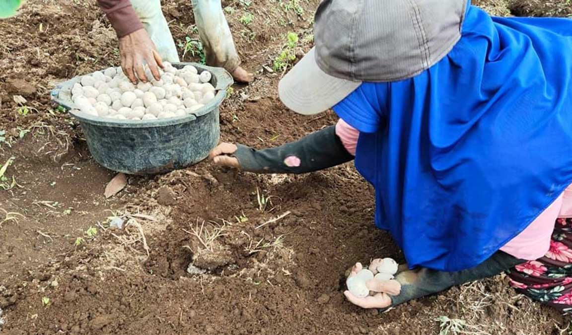 Cara Budidaya Kentang Agar Buahnya Lebih Besar & Lebat