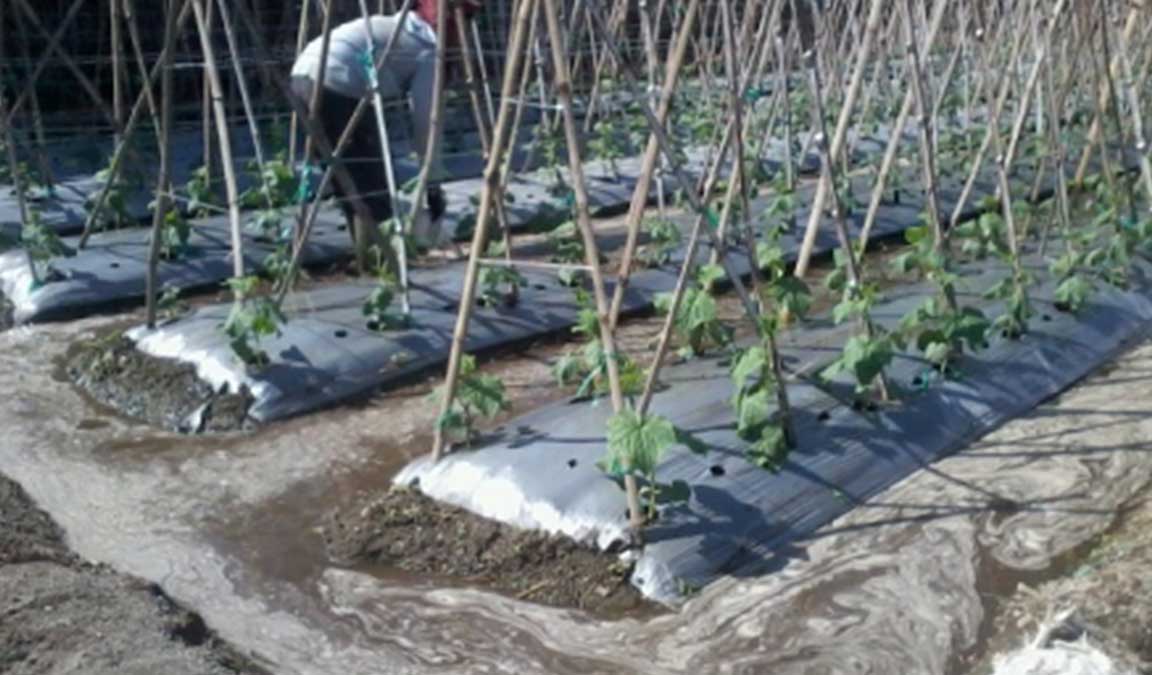 Cara Budidaya Timun Agar Berbuah Lebat, Hasil Lebih Maksimal