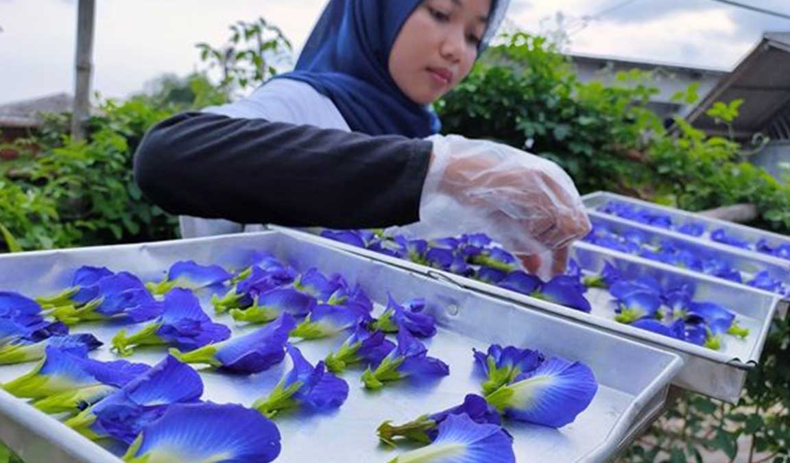 Cara Menanam Bunga Telang di Pot, Hasilkan Kualitas Ekspor