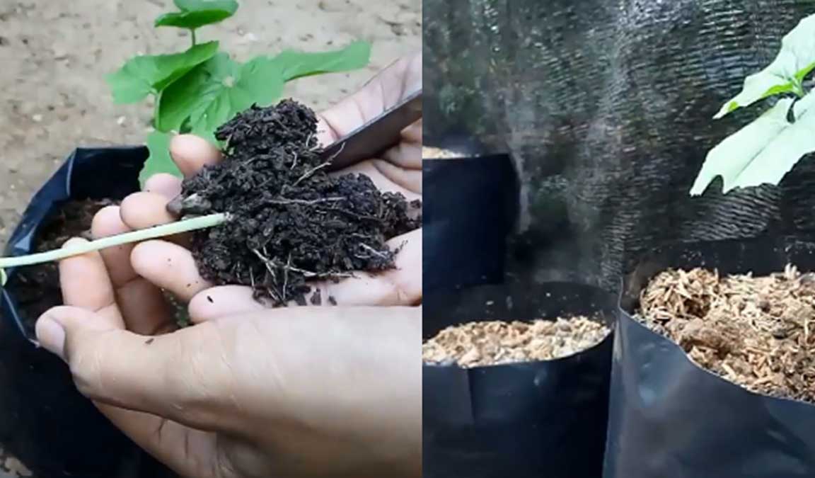 Cara Budidaya Pare Agar Berbuah Lebat Untuk Pemula dan Siap Jual
