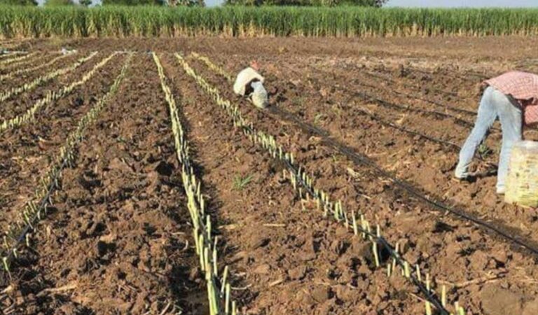 Cara Budidaya Rumput Odot Dijamin Cepat Lebat dan Berhasil