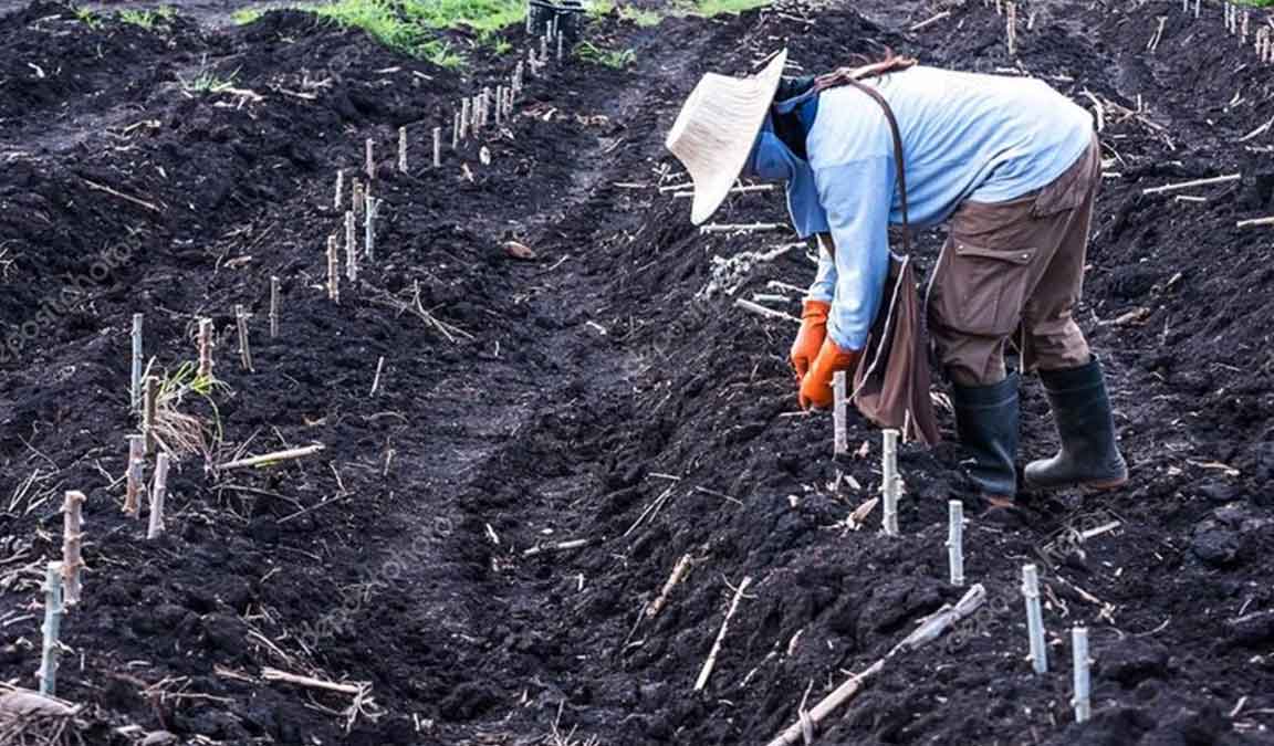 Cara Menanam Singkong Untuk Pemula Agar Hasilnya Maksimal