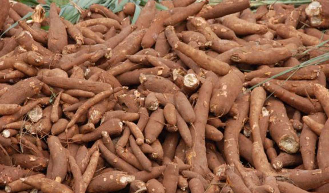 Cara Menanam Singkong Untuk Pemula Agar Hasilnya Maksimal