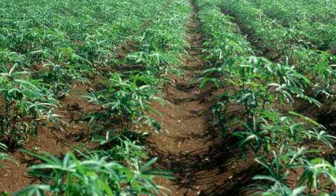 Cara Menanam Singkong Untuk Pemula Agar Hasilnya Maksimal