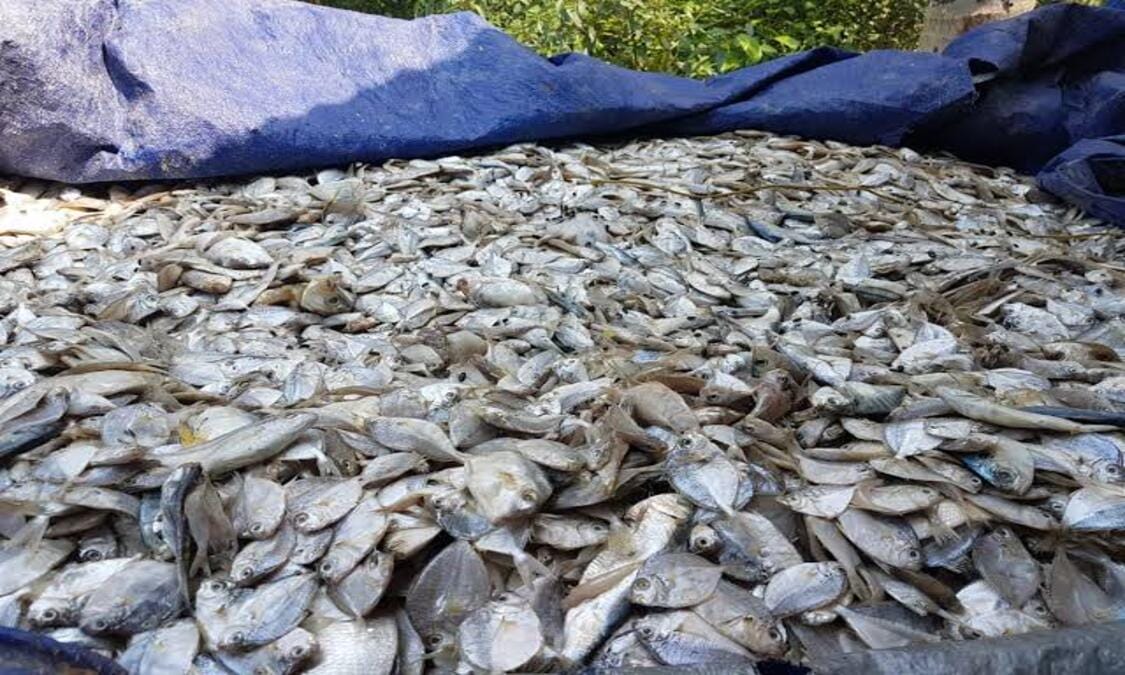 Pakan Ikan Gabus Cepat Besar: Jenis, Kebutuhan Nutrisi, Waktu dan Dosis ...