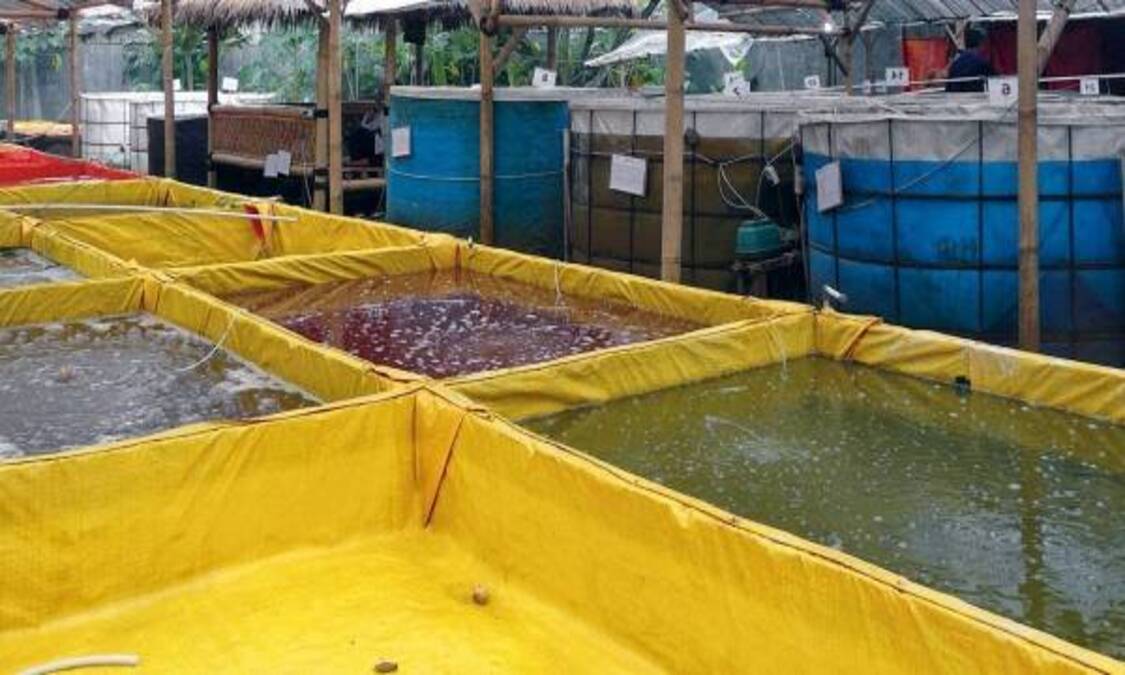 Pembibitan Udang Vaname: Pemilihan Indukan Hingga Perkawinan Indukan