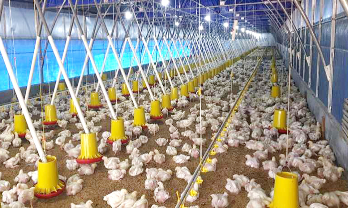 Kandang Ayam: Jenis, Ukuran, Sistem, dan Peralatannya