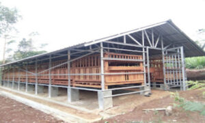 Kandang Bebek: Jenis, Ukuran, Sistem, dan Peralatannya