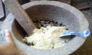 Pakan Bebek Pedaging Per 100 Ekor: Jenis, Kebutuhan Nutrisi dan ...