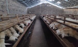 Usaha Ternak Domba Modal Kecil Menguntungkan Untuk Pemula