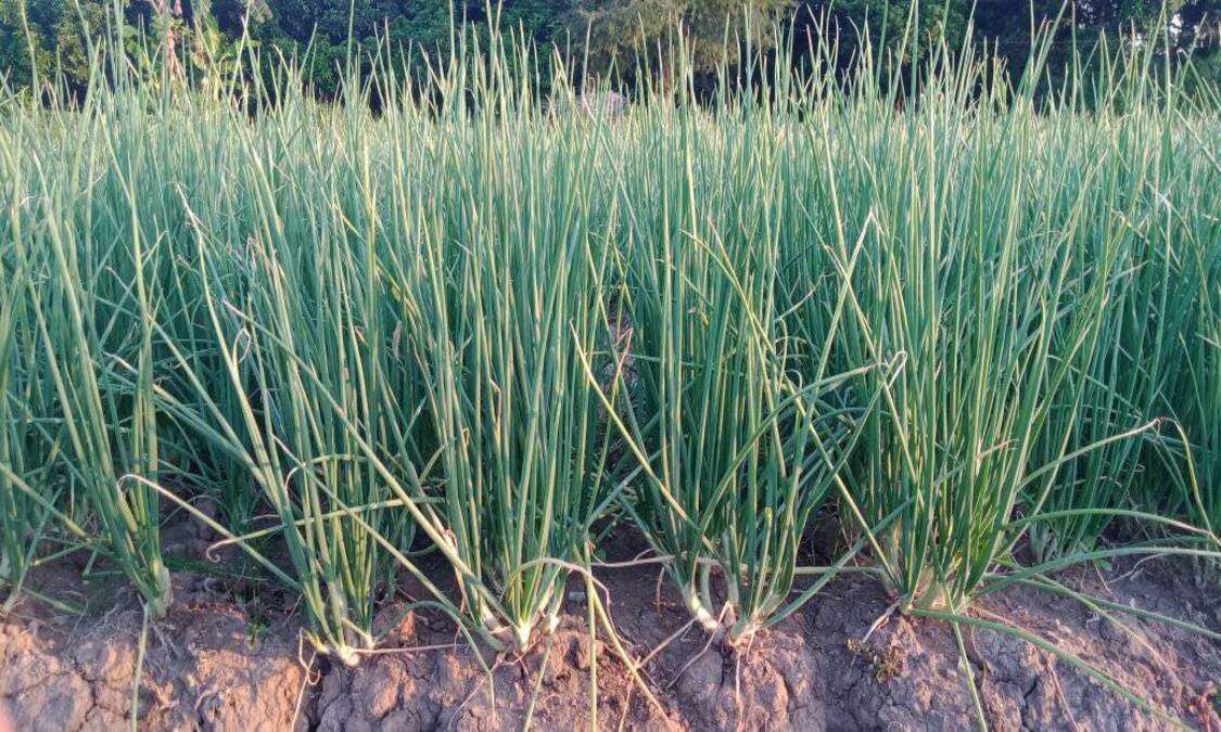 Cara Agar Umbi Bawang Merah Besar & Hasil Panen Maksimal