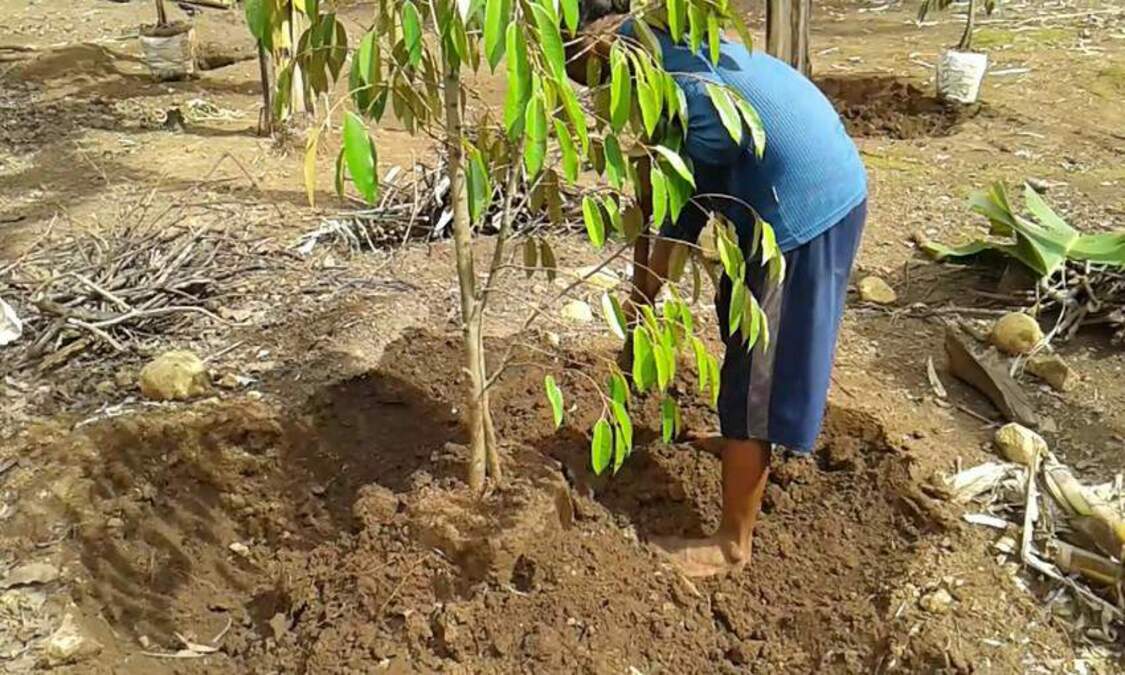 Cara Menanam Durian Agar Cepat Berbuah