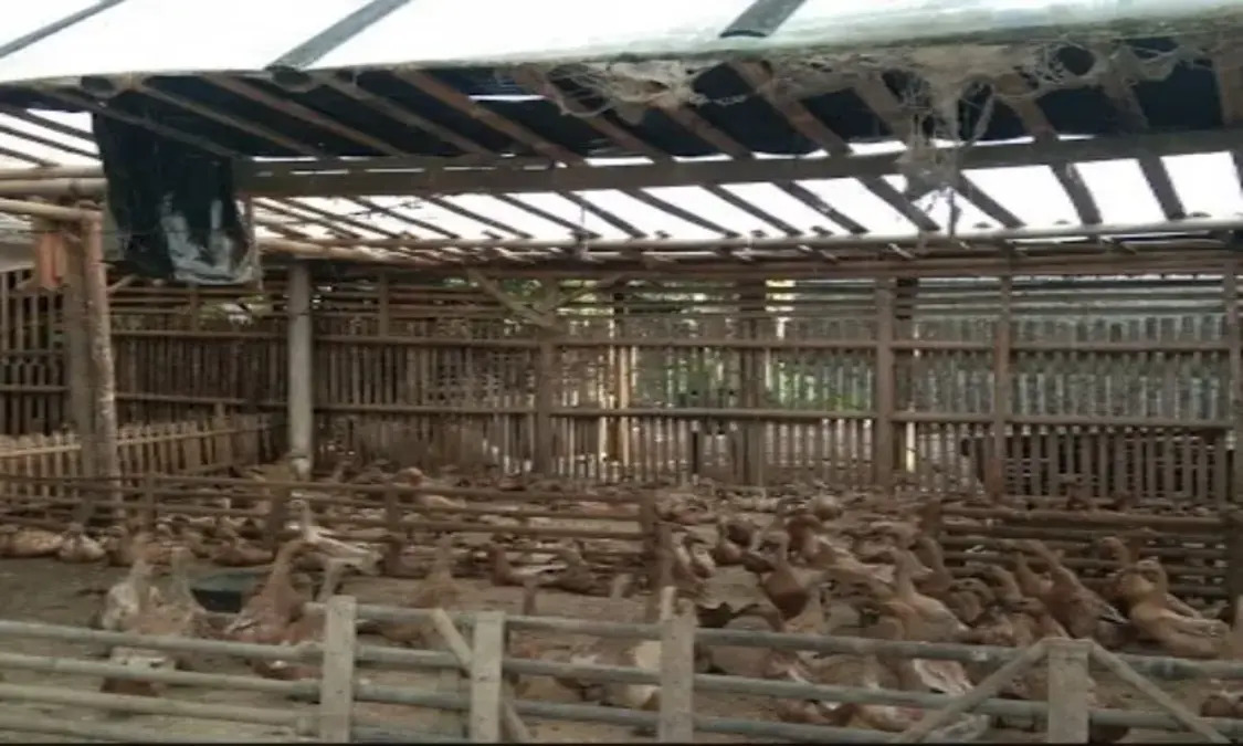 Panduan Lengkap Cara Ternak Bebek Pedaging Untuk Pemula