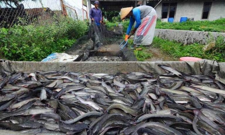Jenis Ikan Lele yang Mudah Cepat Besar dan Cocok Dibudidaya