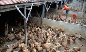 Panduan Lengkap Ternak Bebek Petelur Untuk Pemula