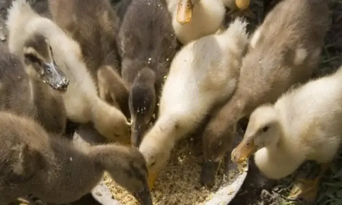 Panduan Lengkap Ternak Bebek Petelur Untuk Pemula