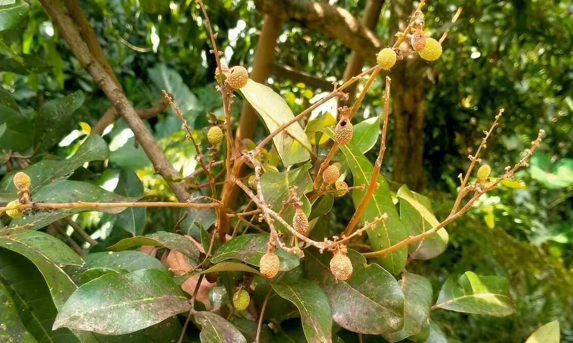 Cara Mengatasi Bunga Kelengkeng Rontok & Pencegahannya