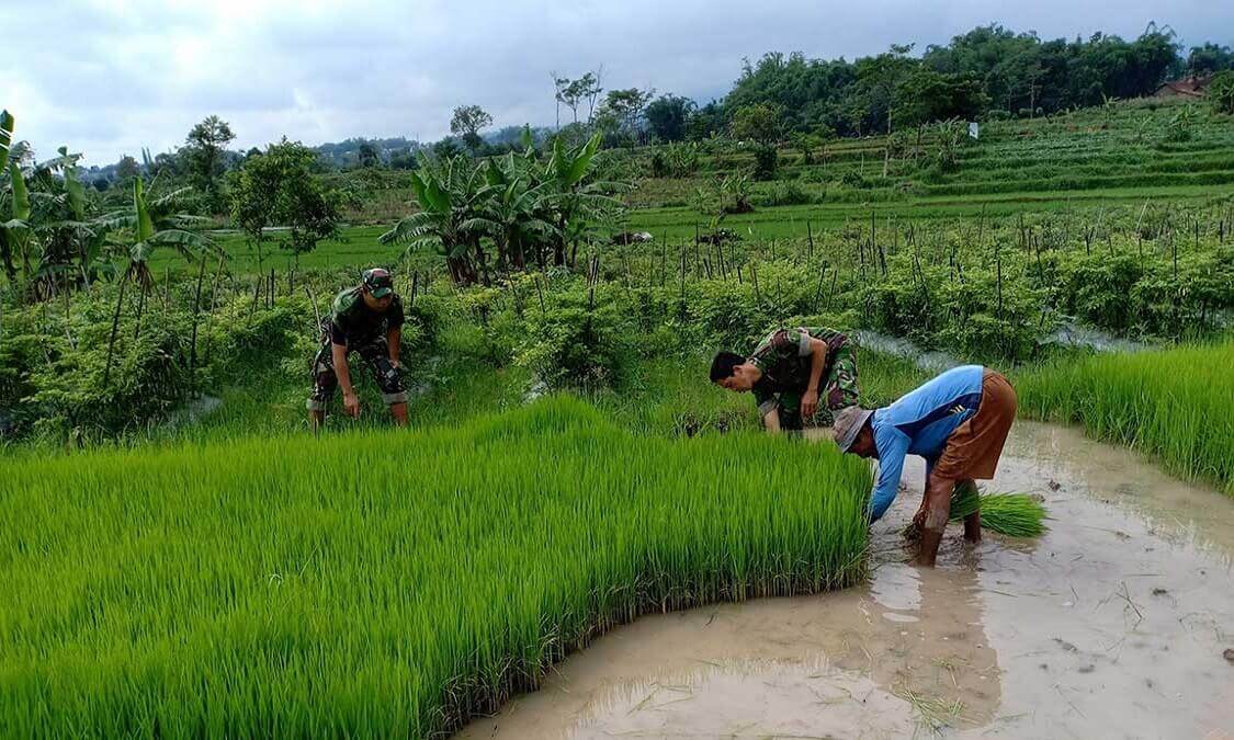 Pupuk Daun Padi yang Bagus dan Telah Terbukti Efektif