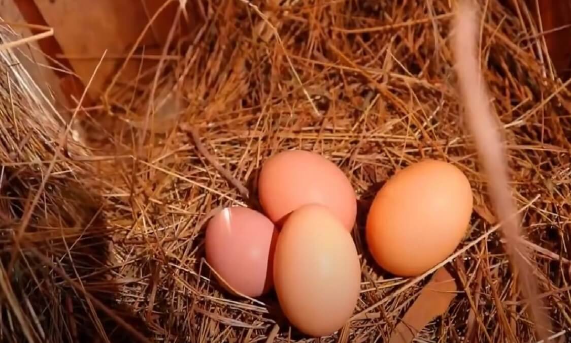Probiotik Ayam Petelur GDM: Panen Meningkat Untung Berlipat!