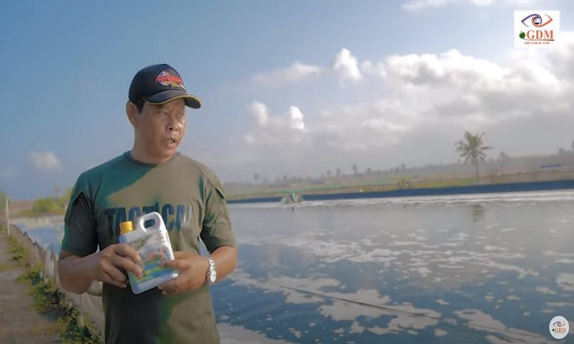Probiotik Udang Vaname Kolam Terpal, Tingkatkan Hasil Panen!