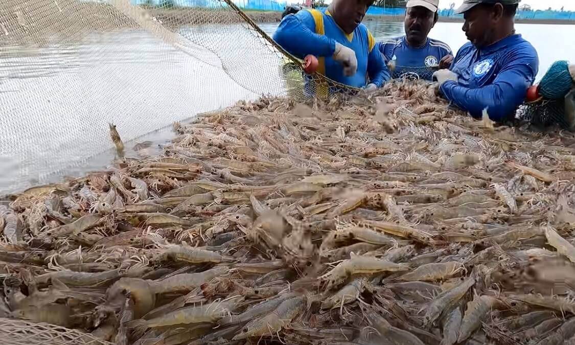 Probiotik Udang Vaname Kolam Terpal, Tingkatkan Hasil Panen!