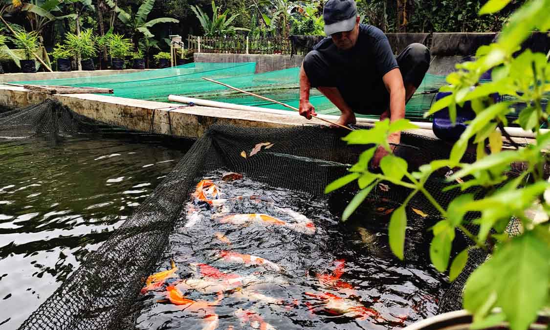 Probiotik Kolam Koi: Solusi Kolam Berkualitas & Ikan Sehat!