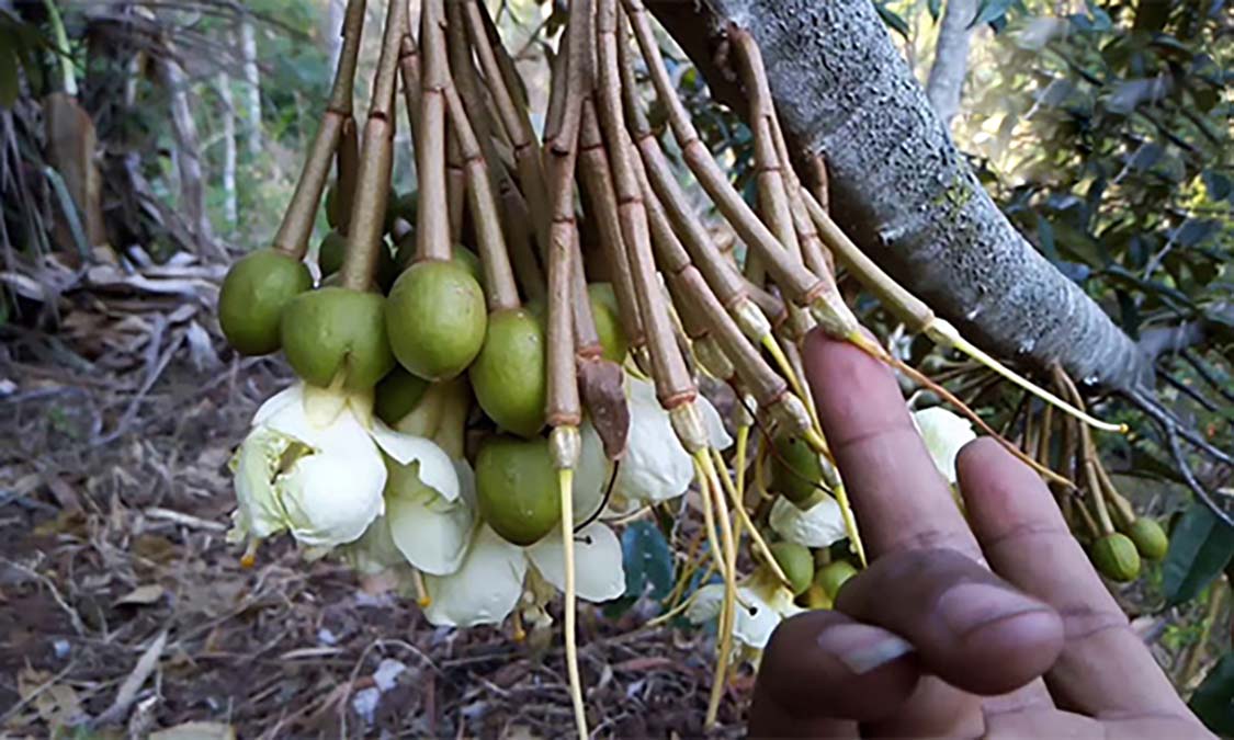 Pupuk Perangsang Bunga dan Buah Durian, Tingkatkan Panen