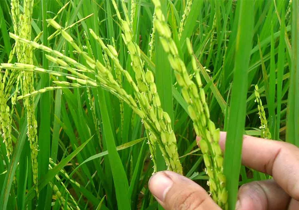 Cara Budidaya Rumput Odot Dijamin Cepat Lebat dan Berhasil