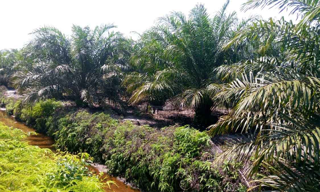 Pupuk Sawit Lahan Gambut, Tingkatkan Kesuburan Lahan