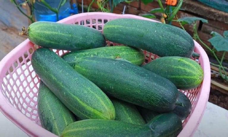 6 Cara Budidaya Timun Lengkap dari Tanam Hingga Panen