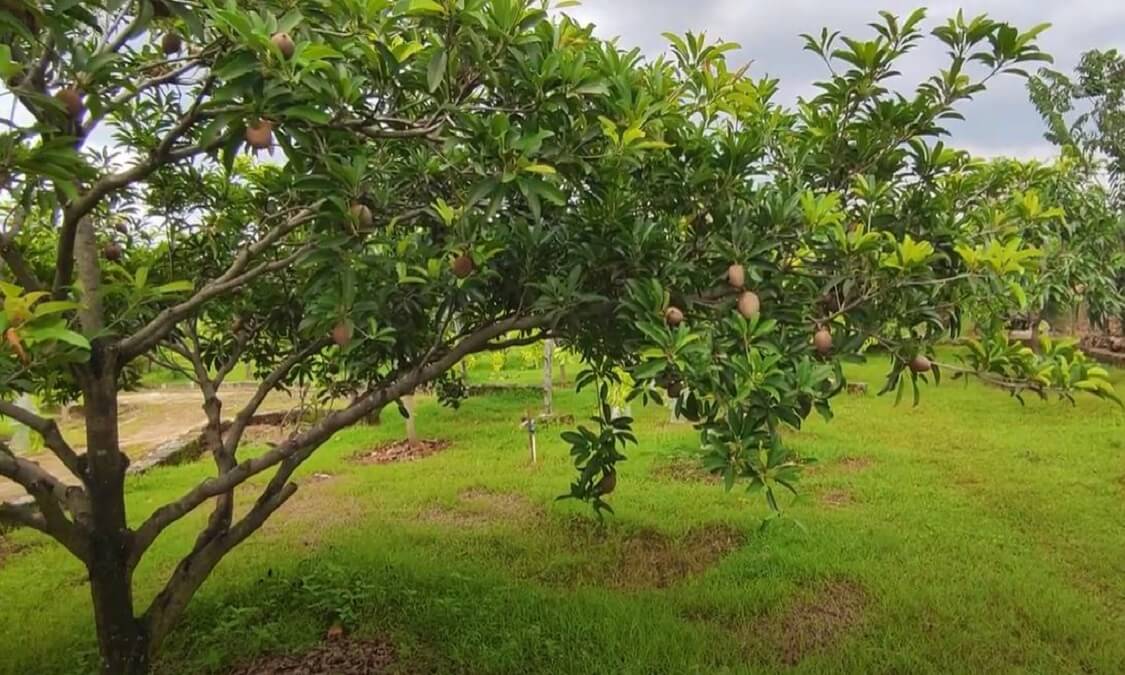 Pupuk agar Sawo Berbuah Lebat, Maksimalkan Panen Buah Sawo