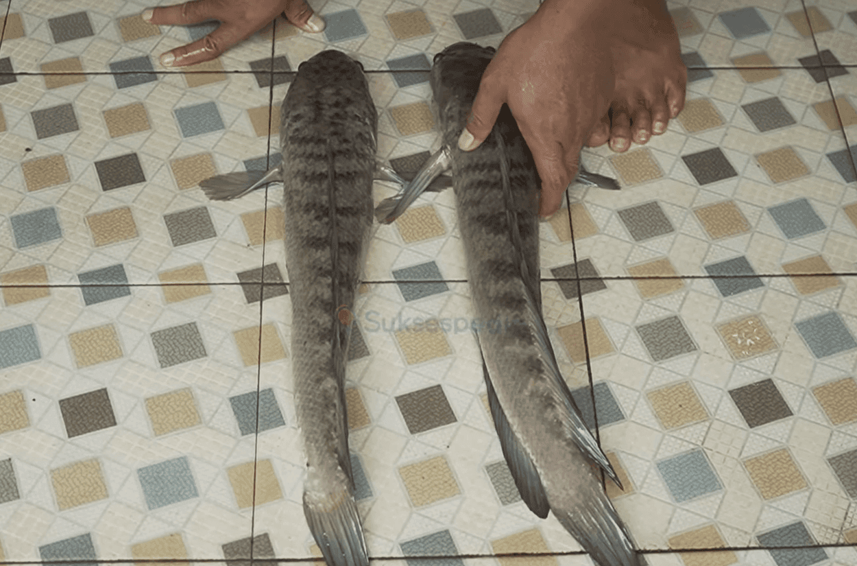 Cara Pemijahan Ikan Gabus di Kolam Terpal, Ini Paduannya!