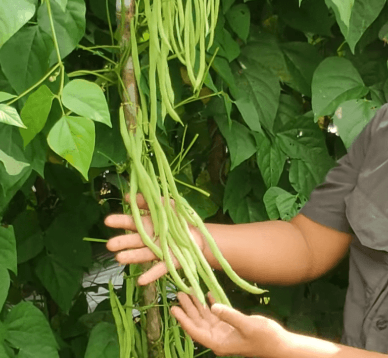 Cara Menanam Buncis untuk Pemula Agar Berbuah Lebat