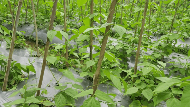 Cara Menanam Buncis untuk Pemula Agar Berbuah Lebat