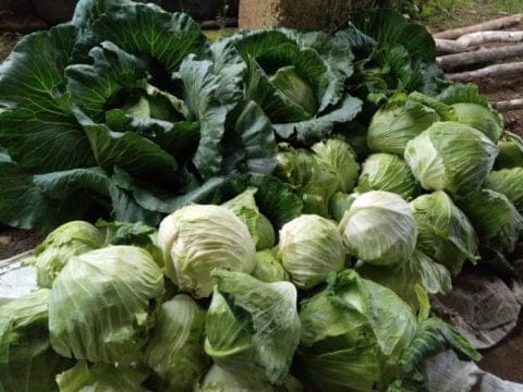 Panduan Budidaya dan Cara Menanam Kubis untuk Pemula