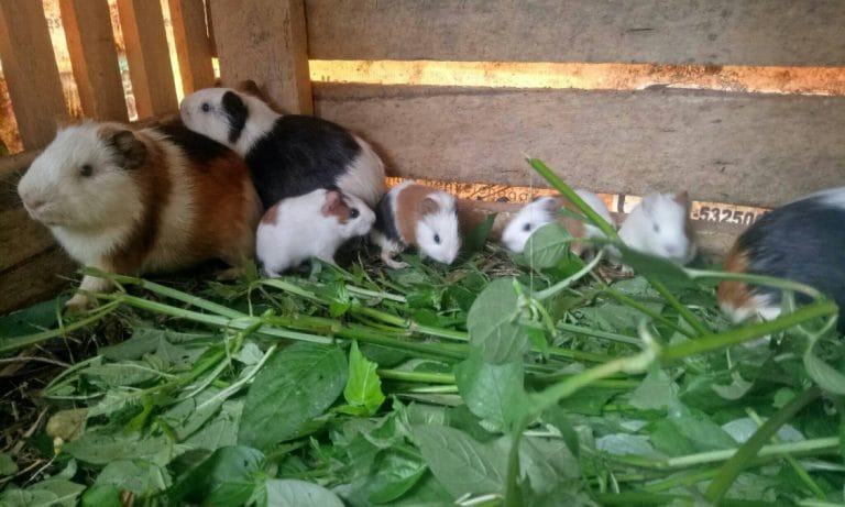 Kandang Marmut: Ukuran, Jenis, dan Teknis Perawatannya