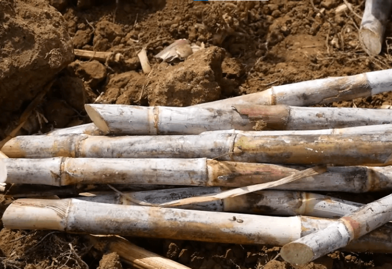 Budidaya Tanaman Tebu untuk Pemula, Sukses Sampai Panen!