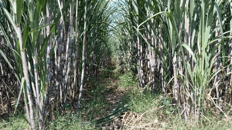 Budidaya Tanaman Tebu untuk Pemula, Sukses Sampai Panen!