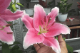 Cara Menanam Bunga Lily & Perawatannya Agar Cepat Berbunga