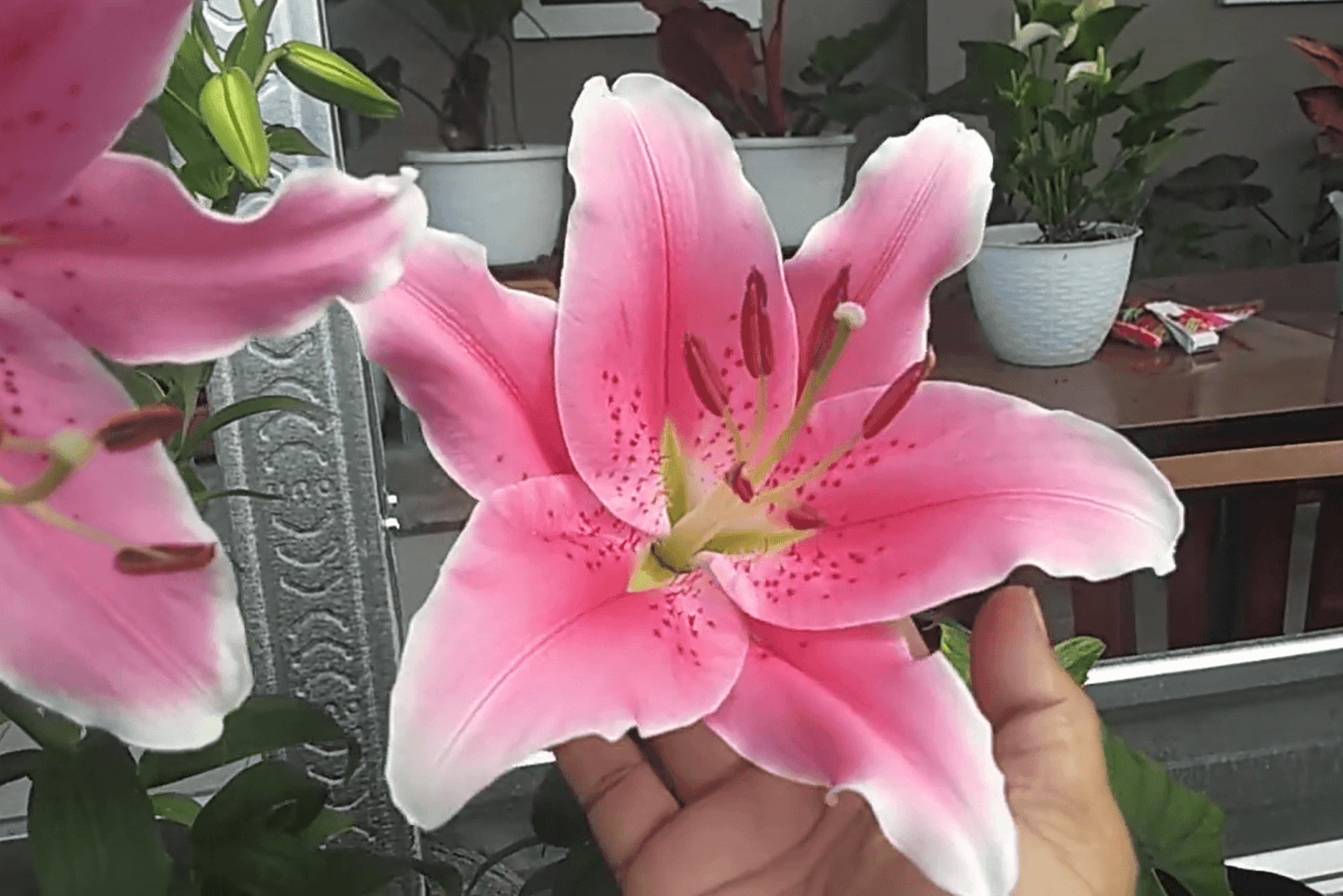 Cara Menanam Bunga Lily & Perawatannya Agar Cepat Berbunga