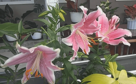 Cara Menanam Bunga Lily & Perawatannya Agar Cepat Berbunga